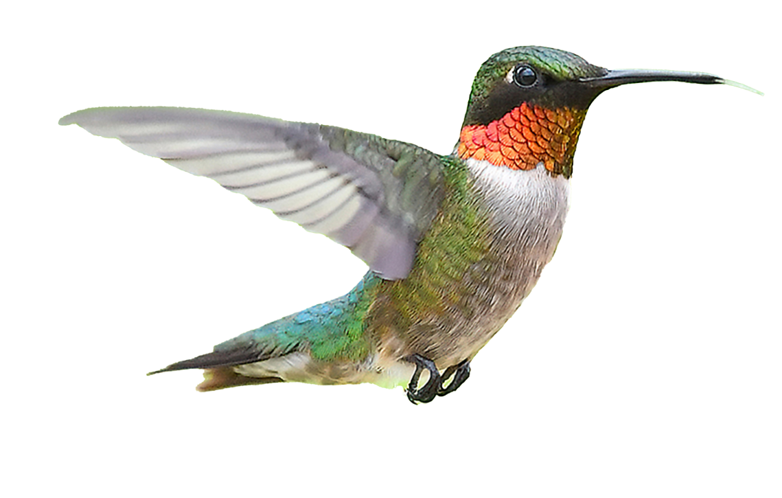 Hummingbird Fun Facts – Garden Peeps